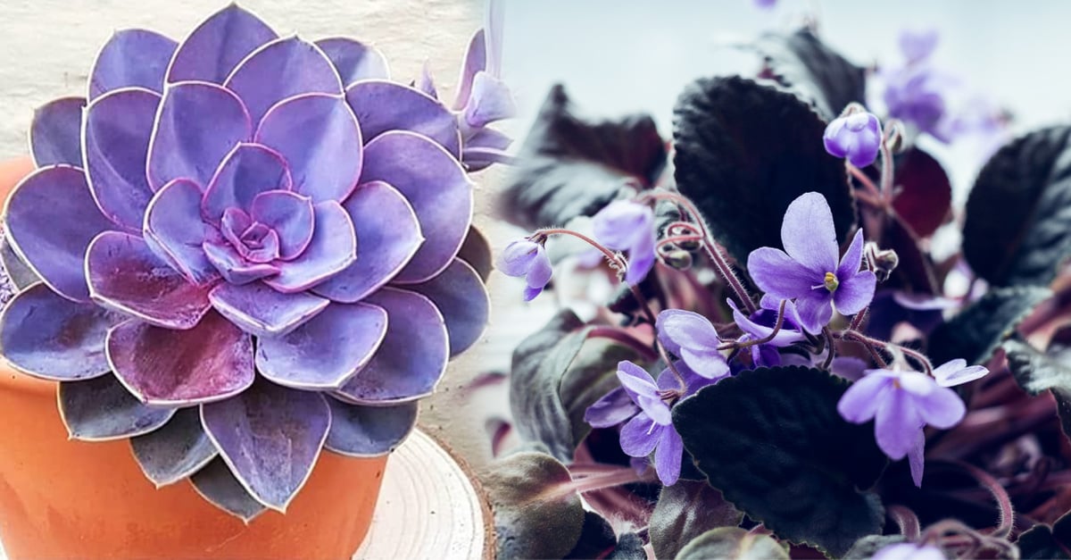 Plantas moradas para darle un toque de color a tu hogar