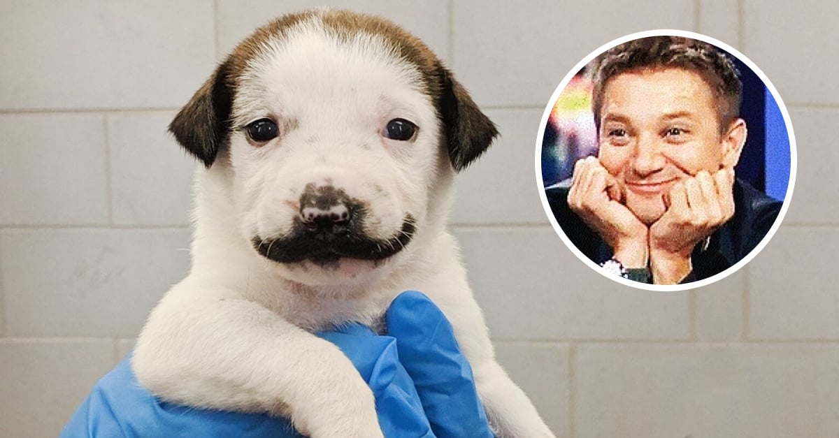 Nace cachorrito con una tierna marca en forma de bigote