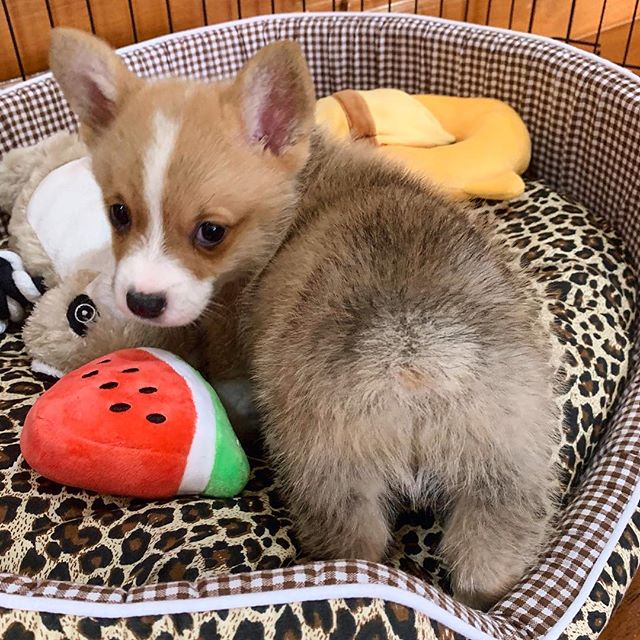 Ella es Baby, la cachorra corgi que querrás abrazar ya mismo