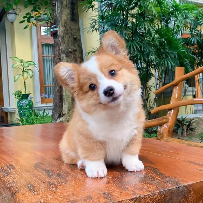 Ella es Baby, la cachorra corgi que querrás abrazar ya mismo
