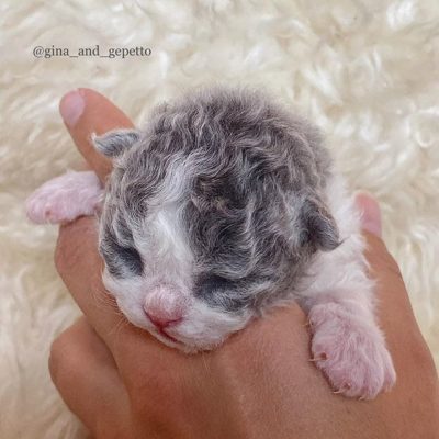 Los gatos con cabello rizado sí existen y son adorables