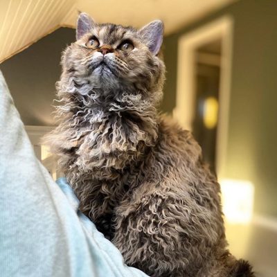 Los gatos con cabello rizado sí existen y son adorables