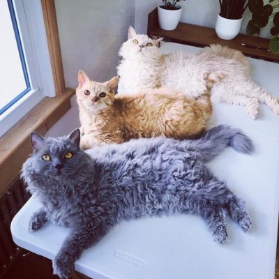 Los gatos con cabello rizado sí existen y son adorables