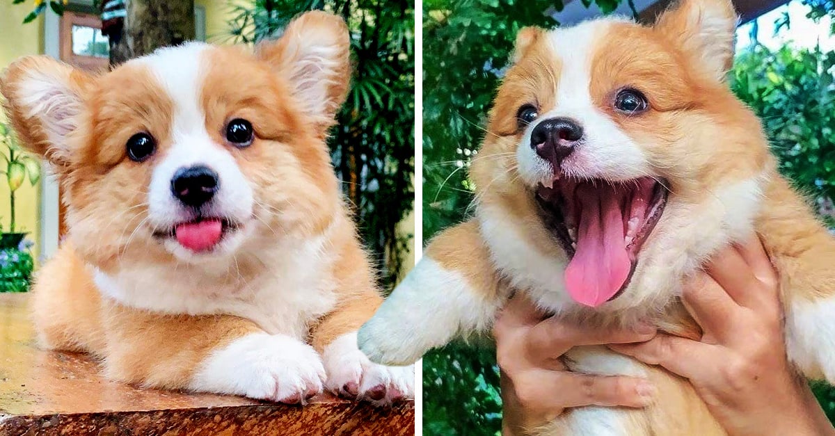 Ella es Baby, la cachorra corgi que querrás abrazar ya mismo