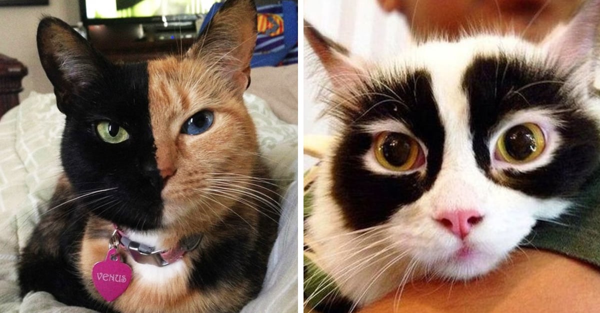 15 Gatitos con marcas únicas que los hacen adorables