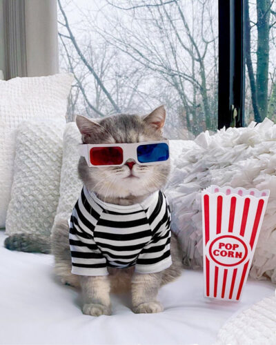 Benson, el gatito rescatado que ama vestir looks a la moda