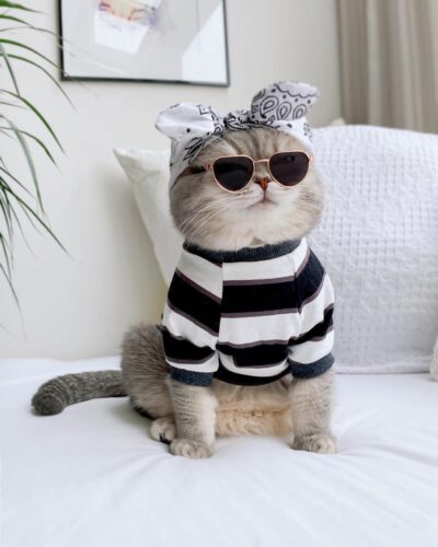 Benson, el gatito rescatado que ama vestir looks a la moda