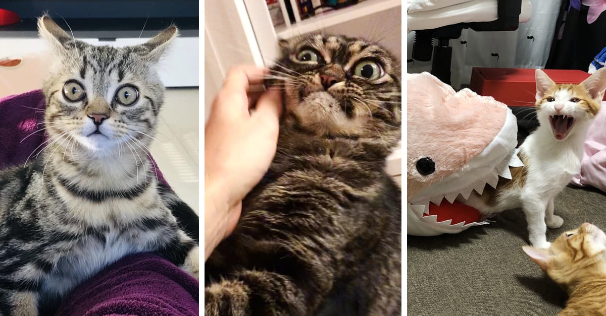 20 Gatos dramáticos que merecen una nominación al Óscar