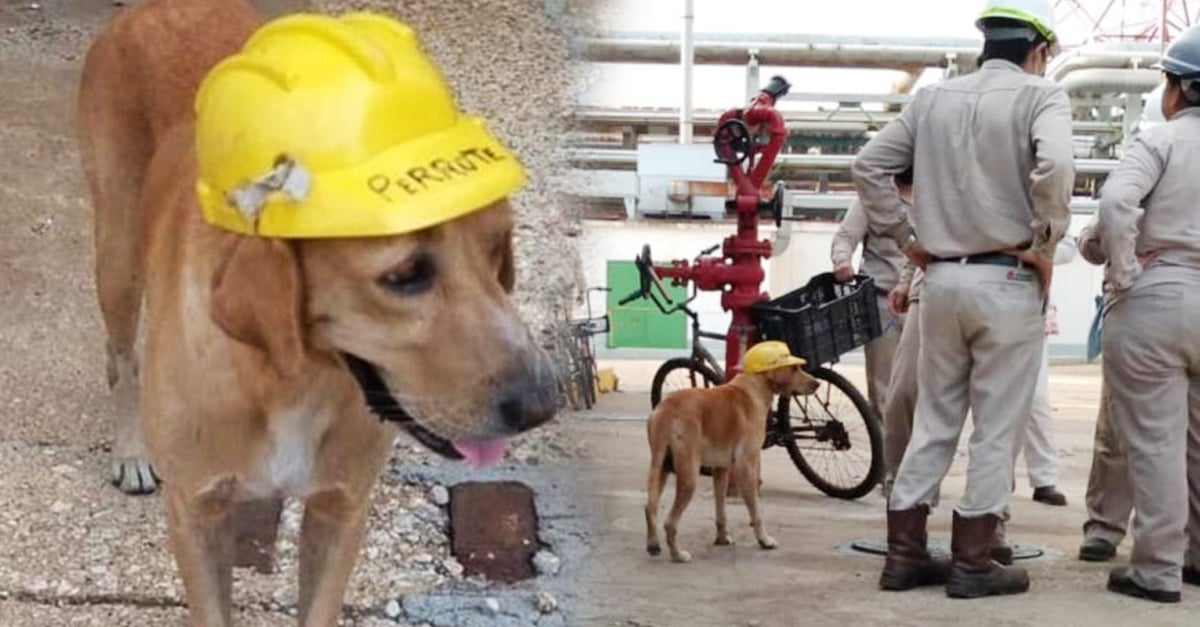 Perro rescatado acompaña a dueño al trabajo todos los días