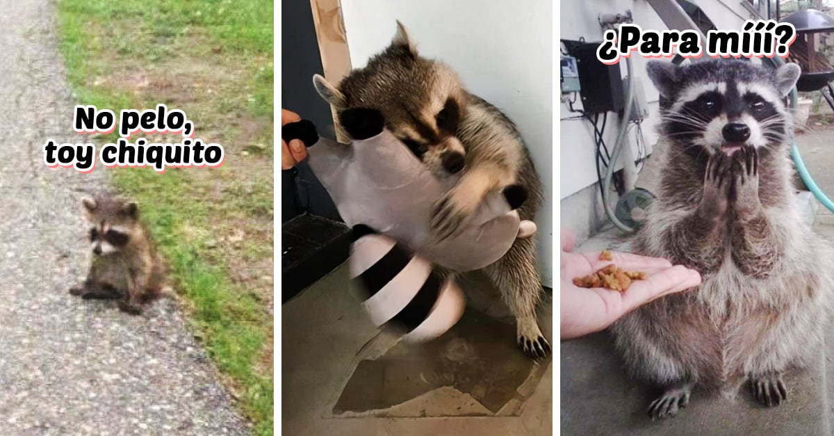 Pruebas de que los mapaches son los animales más divertidos