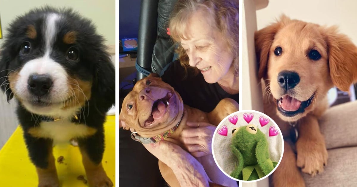 25 Perritos que no pueden dejar de sonreír. ¡Son adorables!