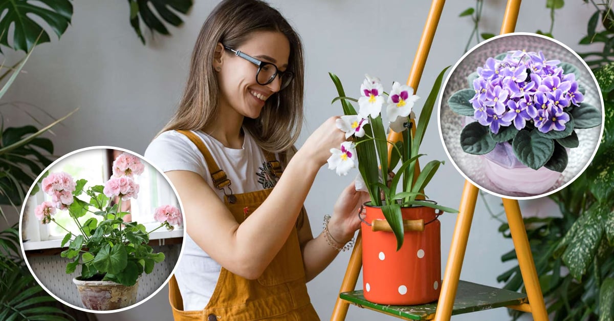 15 Hermosas plantas de colores para darle vida a tu depa