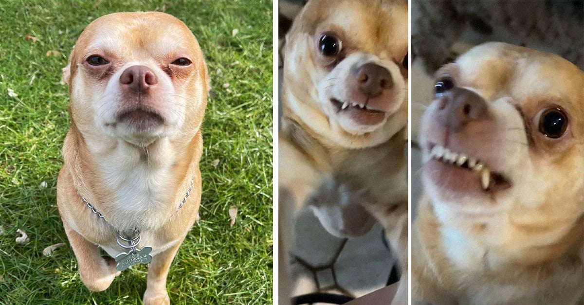 Prancer, el perro que se hizo viral por su rostro molesto