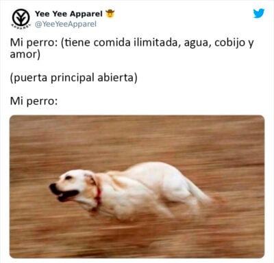 15 Divertidos memes de perritos que merecen ser compartidos