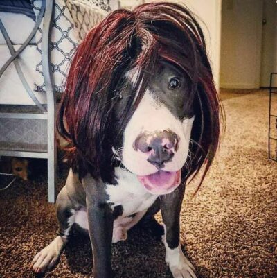 17 Hermosos perritos con pelucas que te alegrarán el día