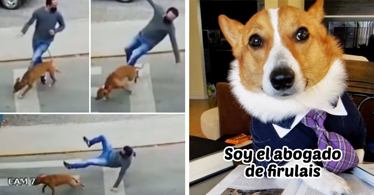 Perrito atropella a hombre que cruzaba la calle por error