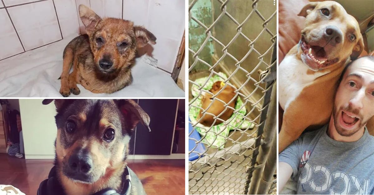 15 Fotos del antes y después de perros que fueron adoptados