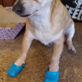Ya puedes comprar zapatos Crocs para tu perrito en Amazon