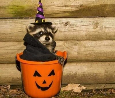 Mapaches en situaciones tan divertidas que te harán sonreír