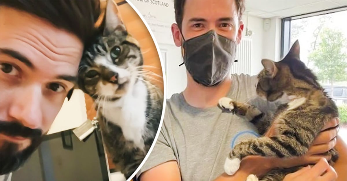 Cat reunites with his owners after disappearing for 10 years - World ...