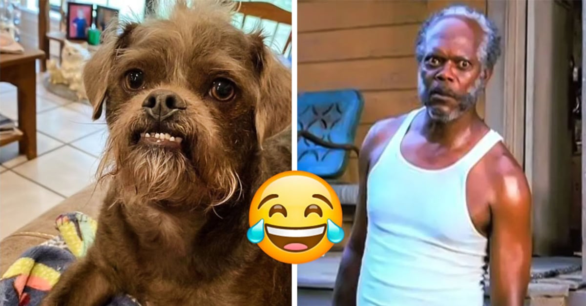 Couple shows the puppy they rescued and the Internet compares him to ...