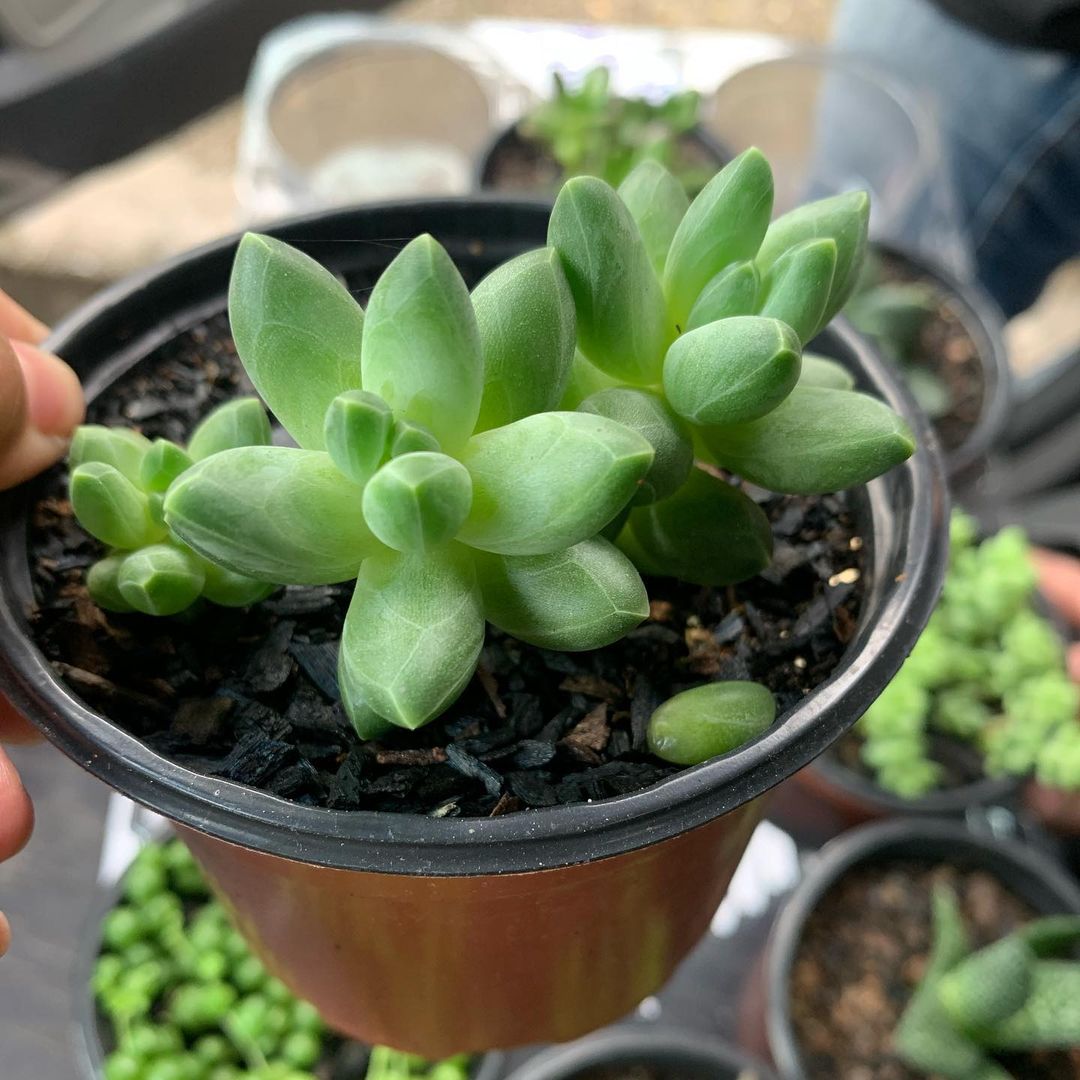 Succulent diamond: the beautiful plant that you should adopt to make ...