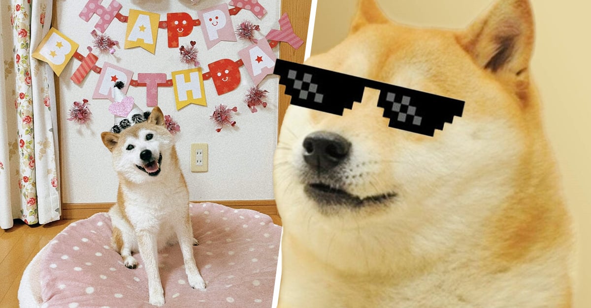 How quickly time passes! Doge, the adorable puppy in the meme is now 16 ...