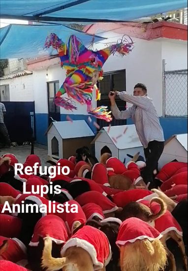 “Perriposada”; refugio hace una posada a perros y se viraliza