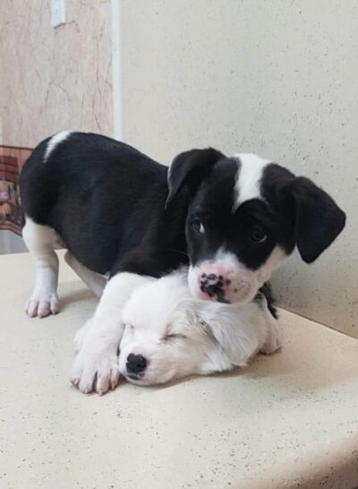 15 Animalitos que tienen un corazón enorme y lleno de amor