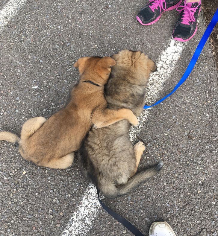 15 Animalitos que tienen un corazón enorme y lleno de amor