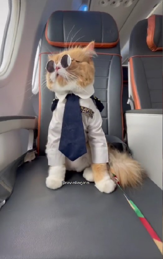 Piloto sube a su vuelo con su gato uniformado y se hizo viral