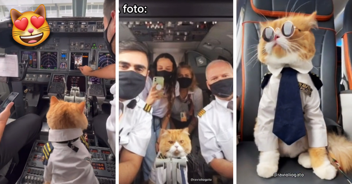 Pilot Boards His Flight With His Uniformed Cat And It Went Viral - Bullfrag