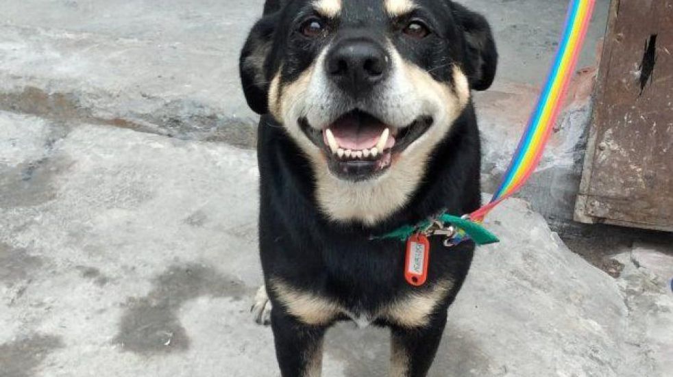 Perrito en busca de un nuevo hogar a través de su currículum