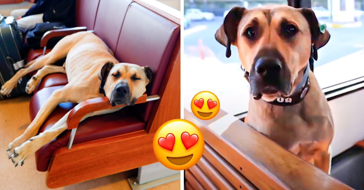 Boji, el perrito callejero que viaja por el metro de Estambul