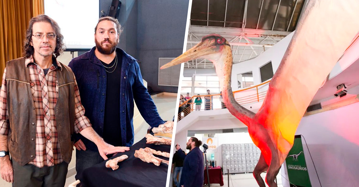 Hallan restos del reptil volador más grande de Sudamérica