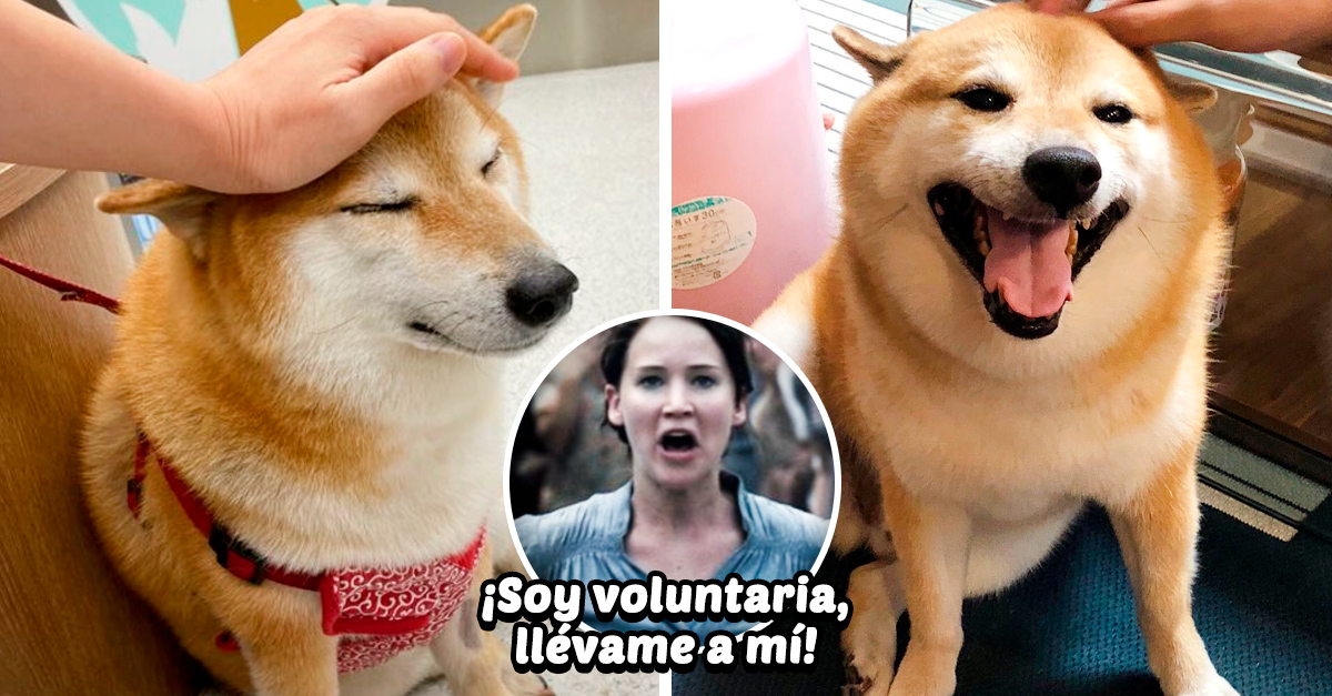 Yum it can be! Cheems was hospitalized for pancreatitis and is in poor ...