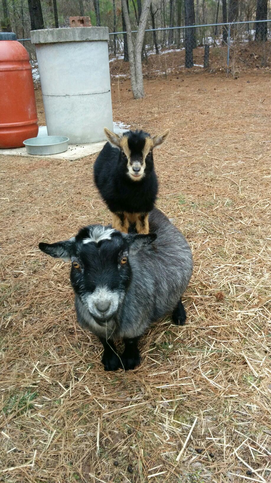 Fotografías de cabras tiernas que te harán querer tener una
