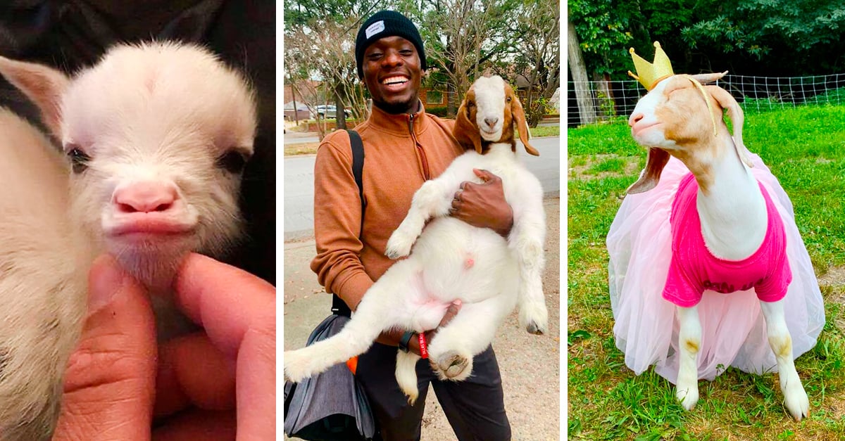 Fotografías de cabras tiernas que te harán querer tener una