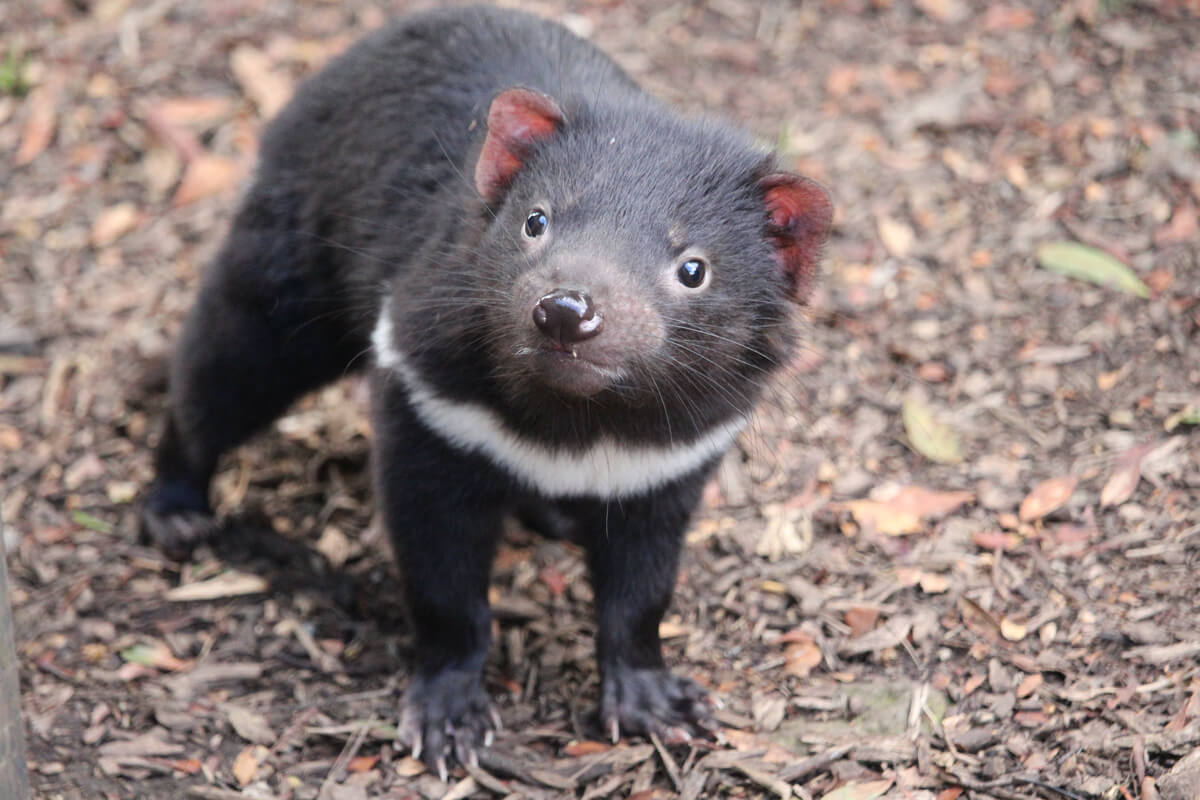 Nacen 7 demonios de Tasmania y dan la esperanza para su especie