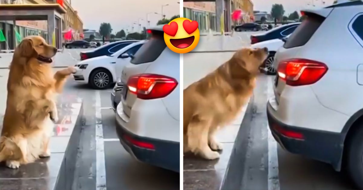 It's coming it's coming! Dog tells his owner how to park his car with a ...