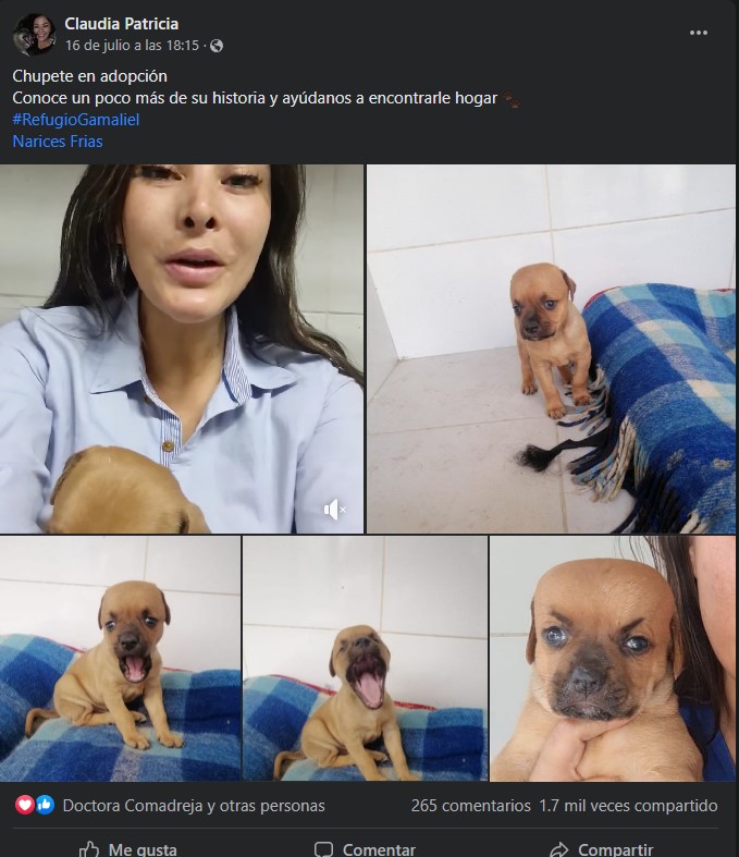 Ponen en adopción a un perrito y su condición provoca memes