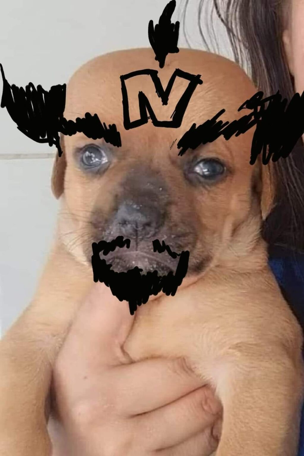 Ponen en adopción a un perrito y su condición provoca memes