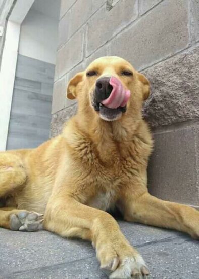 Justicia para el perrito Rubio: su asesino fue condenado