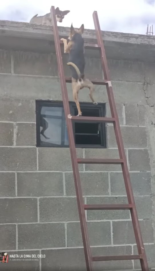Perro sube escaleras para encontrarse con una perra en azotea