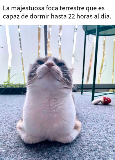 20 fotos y memes de gatos para alegrarte el día