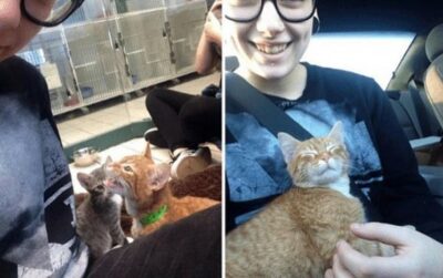 20 fotos y memes de gatos para alegrarte el día
