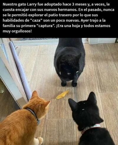 20 fotos y memes de gatos para alegrarte el día