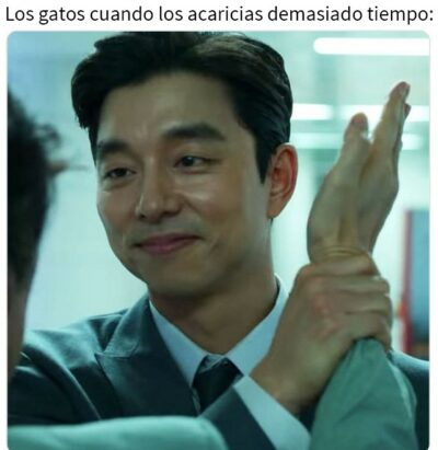 20 fotos y memes de gatos para alegrarte el día