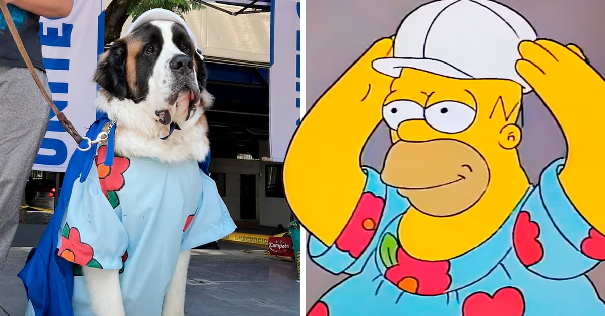 Go bear! Dress up a puppy as Homer Simpson and win a costume contest ...
