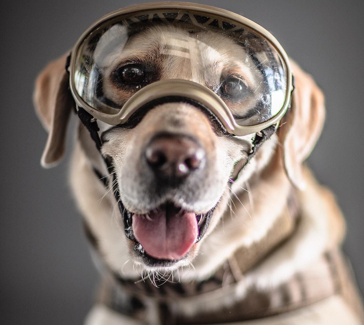 Frida, the rescue dog from the 19S earthquake in Mexico, dies - World ...